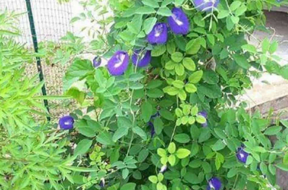 Manfaat Bunga Telang Untuk Kesehatan - Monitor Network News